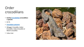Reptiles of pakistan | PPT