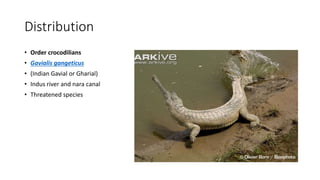 Reptiles of pakistan | PPT