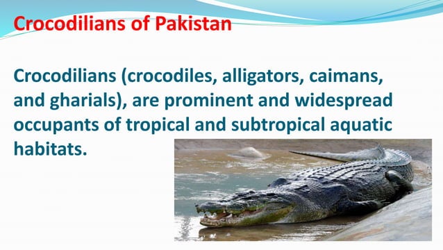 Reptiles of pakistan | PPTX
