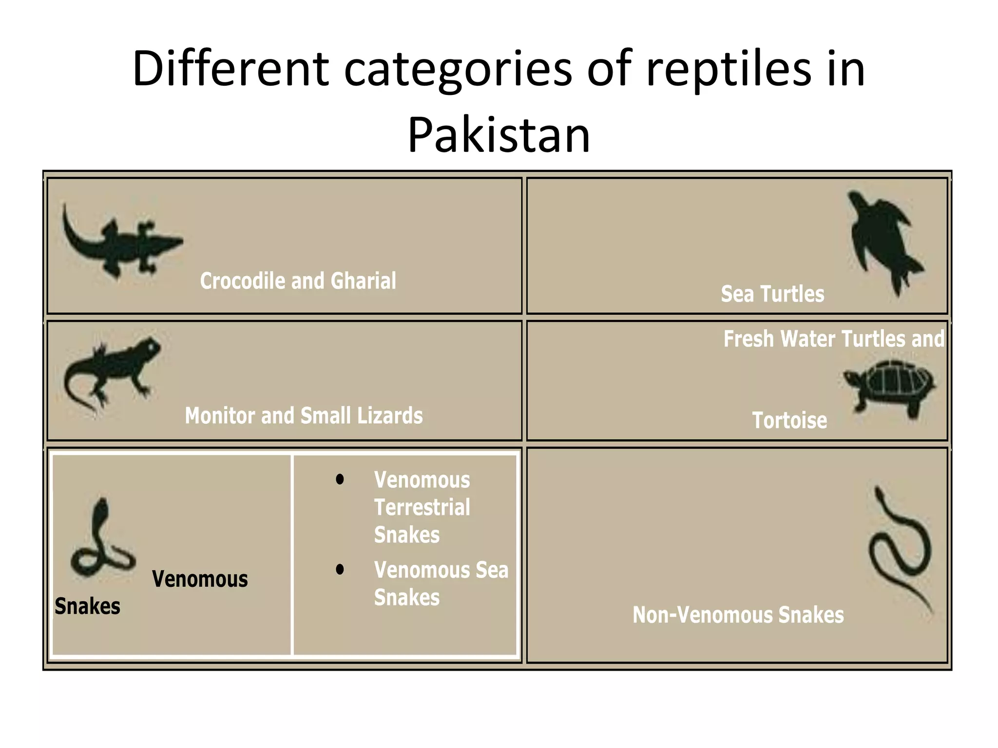 Reptiles of Pakistan | PPTX