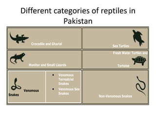 Reptiles of Pakistan | PPTX