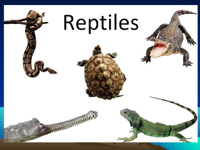 Reptiles ppt | PPT | Reptiles | Pets