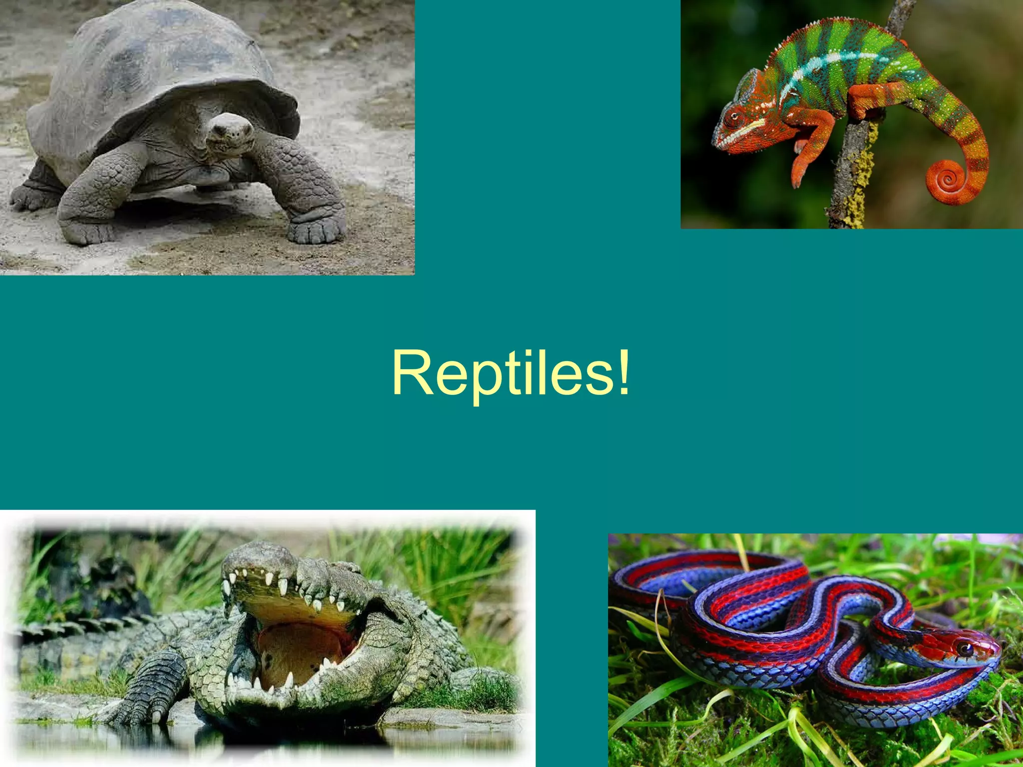 Reptiles, Amphibians and fish ppt | PPT