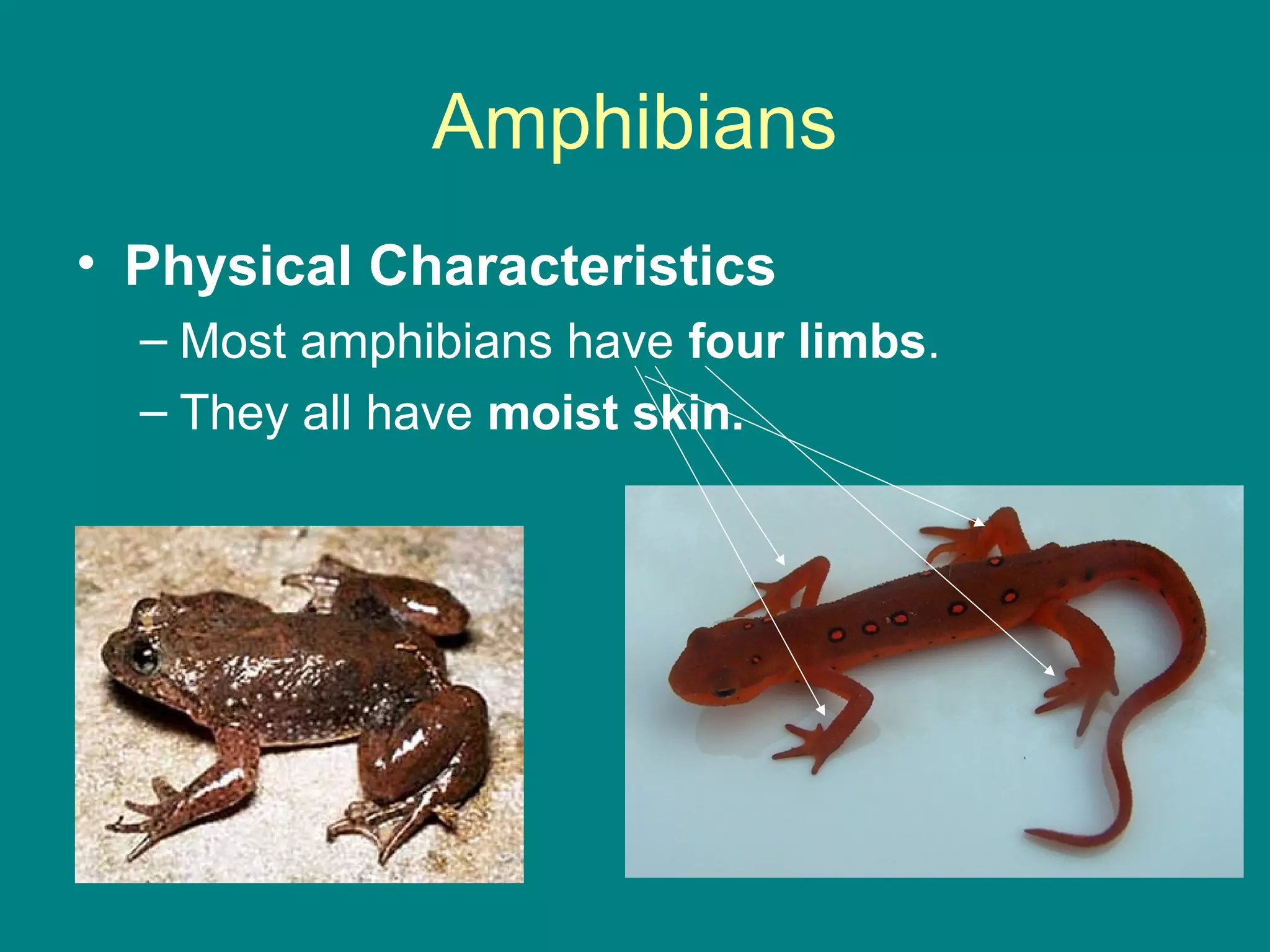 Reptiles, Amphibians and fish ppt | PPT