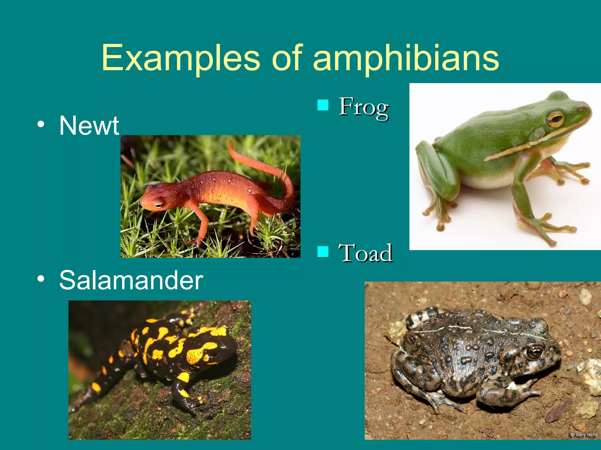 Reptiles, Amphibians and fish ppt | PPT