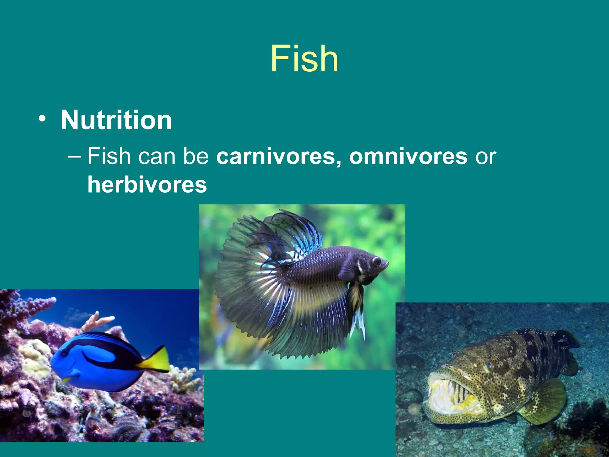 Reptiles, Amphibians and fish ppt | PPT