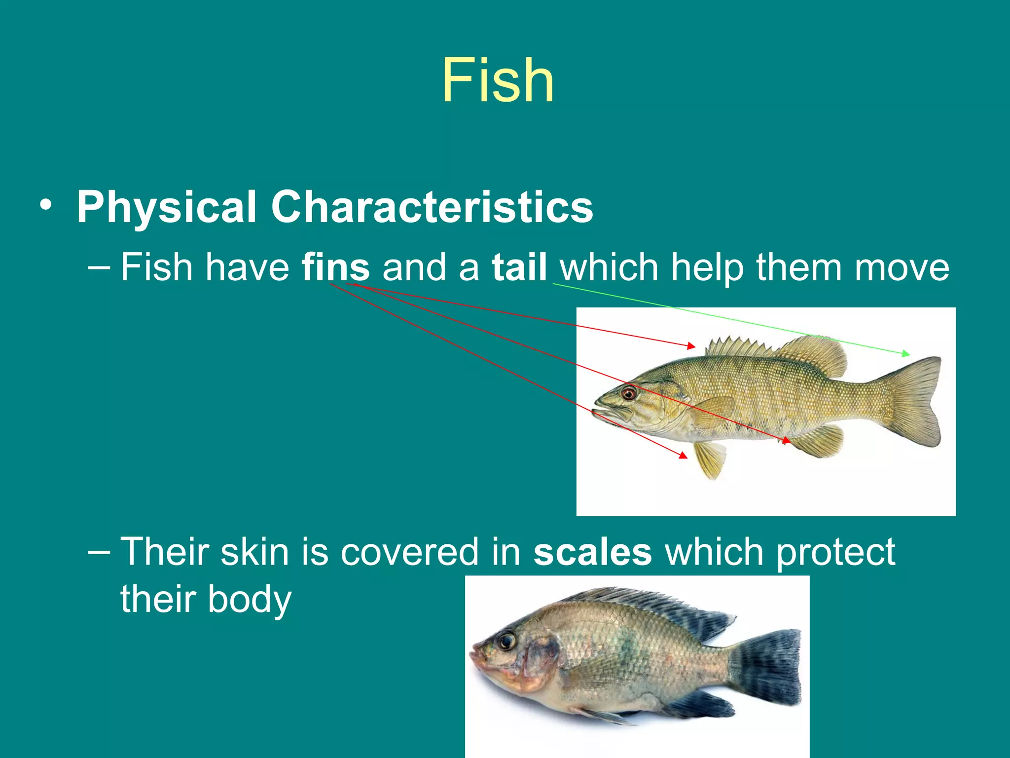 Reptiles, Amphibians and fish ppt | PPT