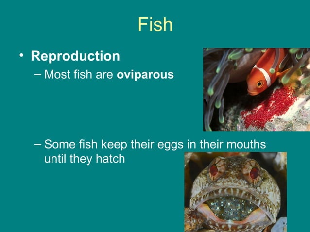 Reptiles, Amphibians and fish ppt | PPT