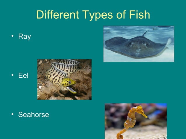 Reptiles, Amphibians and fish ppt | PPT
