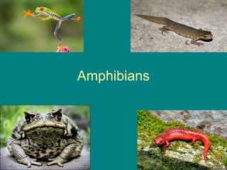 Reptiles, Amphibians and fish ppt | PPT
