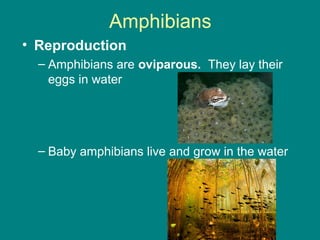 Reptiles, Amphibians and fish ppt | PPT