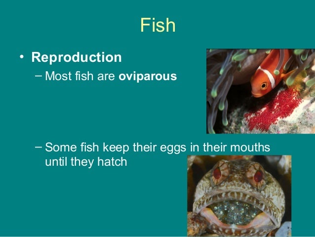Ppt Characteristics Of Amphibians Powerpoint