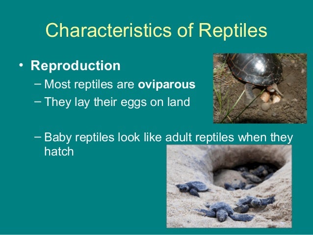 Ppt Characteristics Of Amphibians Powerpoint Reptiles, Amphibians And