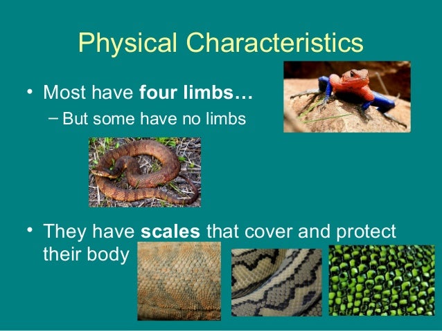 Ppt Characteristics Of Amphibians Powerpoint