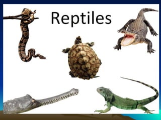 reptiles power point simple, brief, and basic. | PPTX