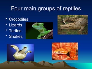 reptiles power point simple, brief, and basic. | PPTX