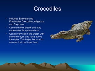 reptiles power point simple, brief, and basic. | PPTX