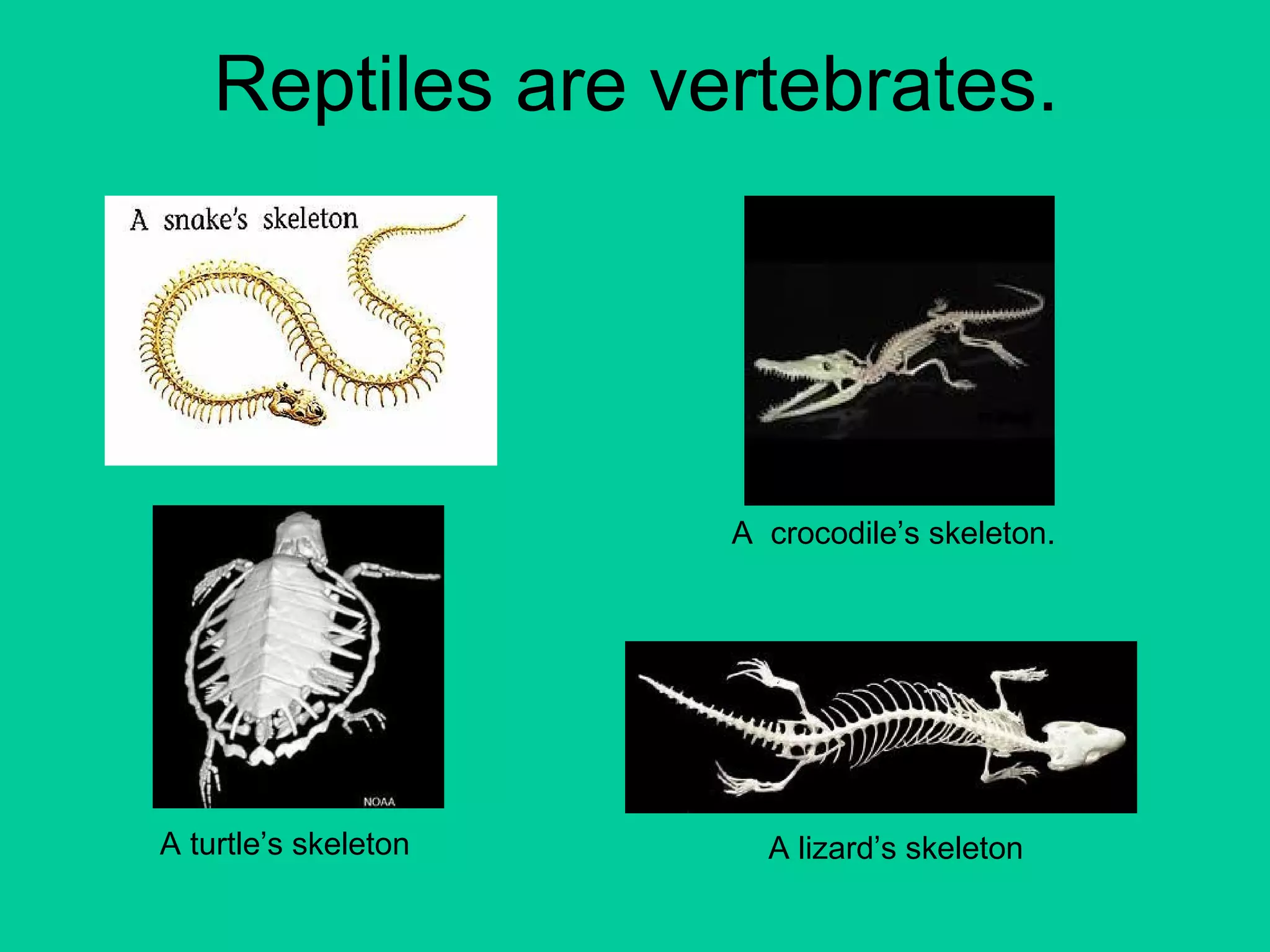 Reptiles ppt blog | PPT