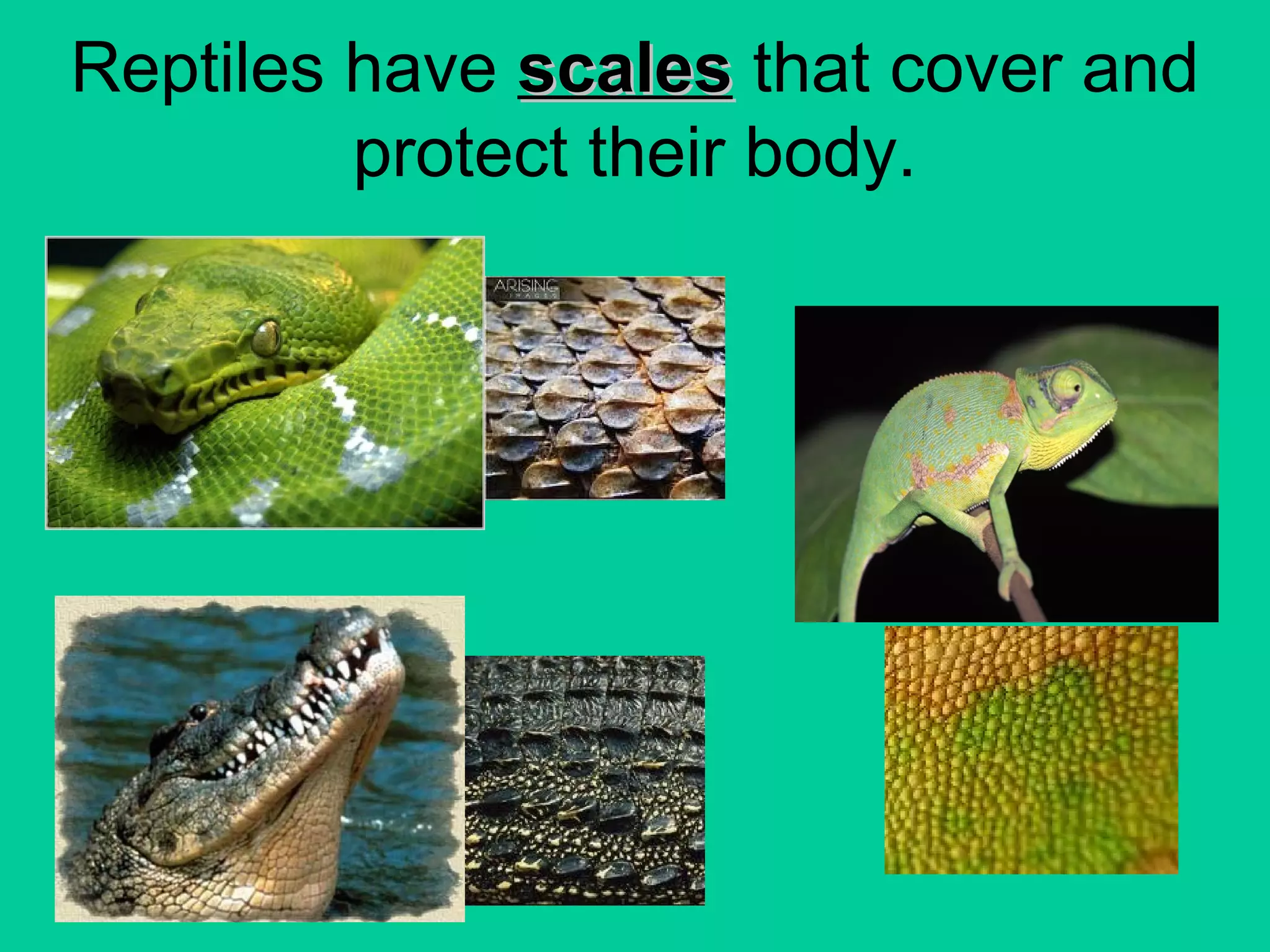 Reptiles ppt blog | PPT