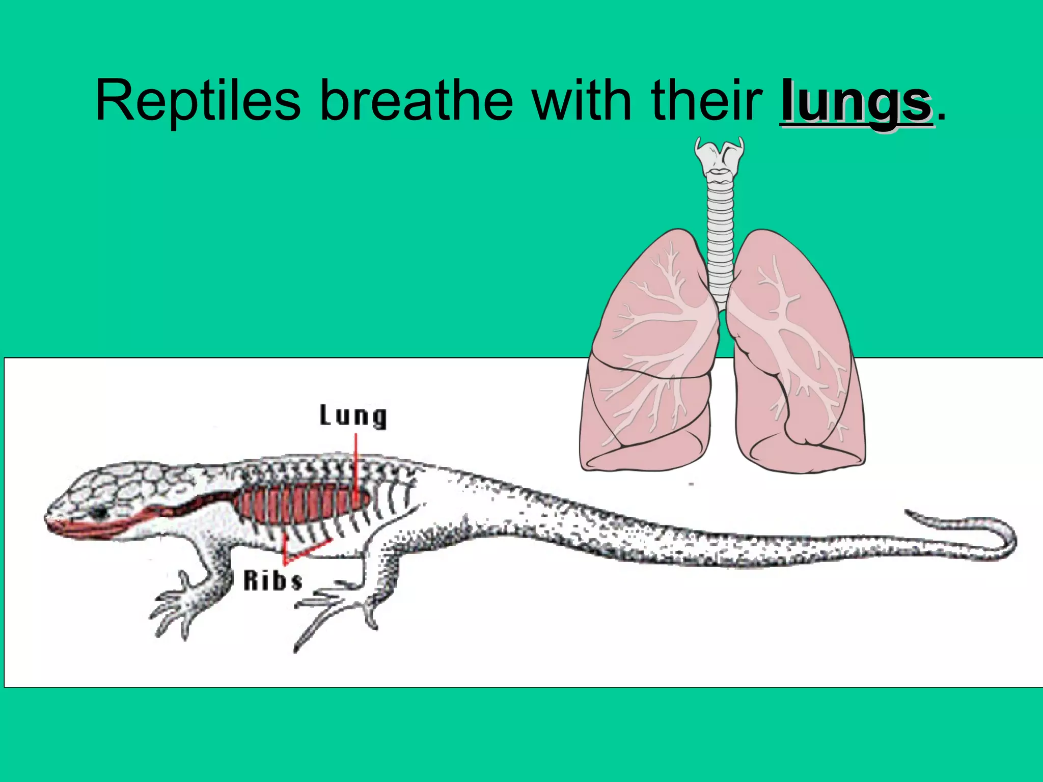 Reptiles ppt blog | PPT
