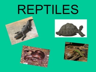 Reptiles ppt blog | PPT | Reptiles | Pets