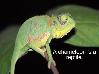 Reptiles ppt blog | PPT