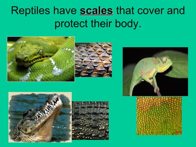 Reptiles ppt blog | PPT