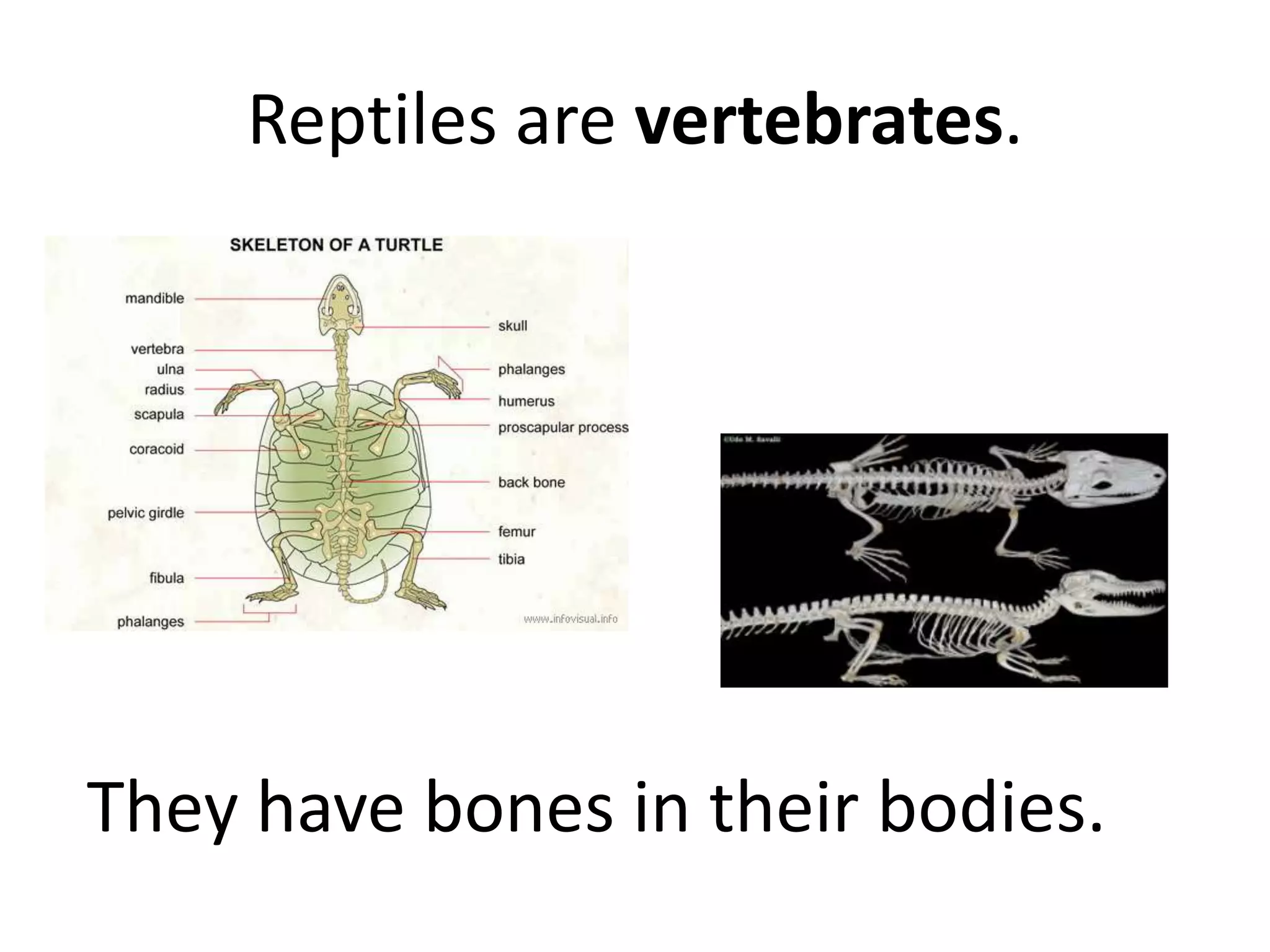 Reptiles presentation | PPTX