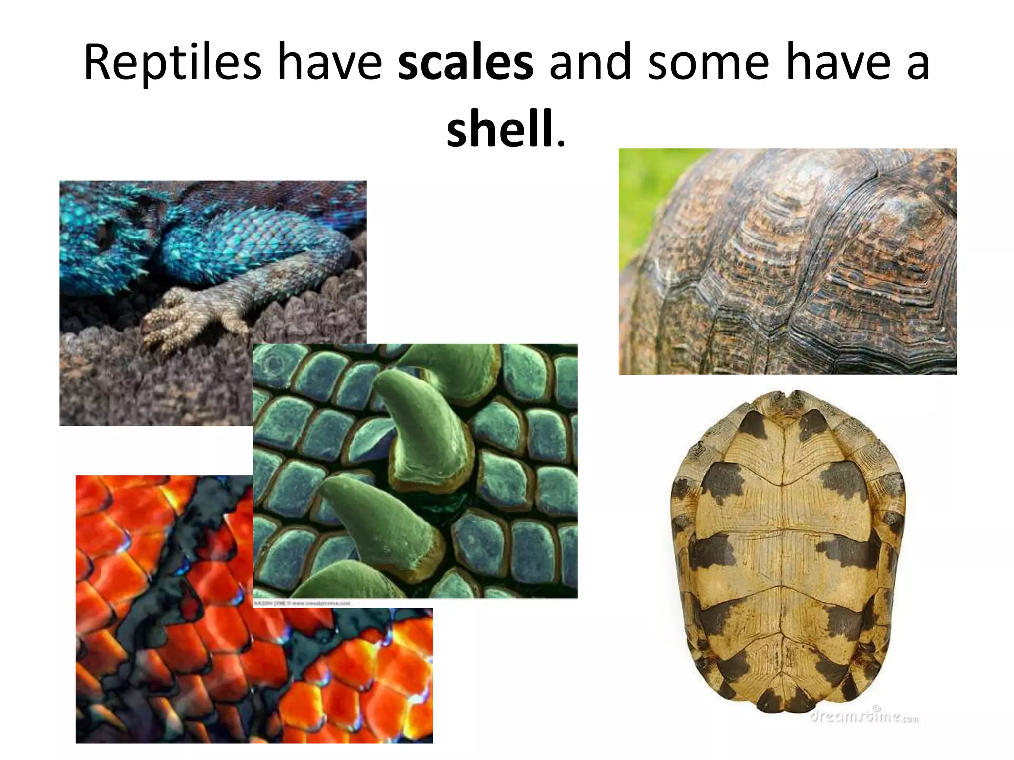 Reptiles presentation | PPTX