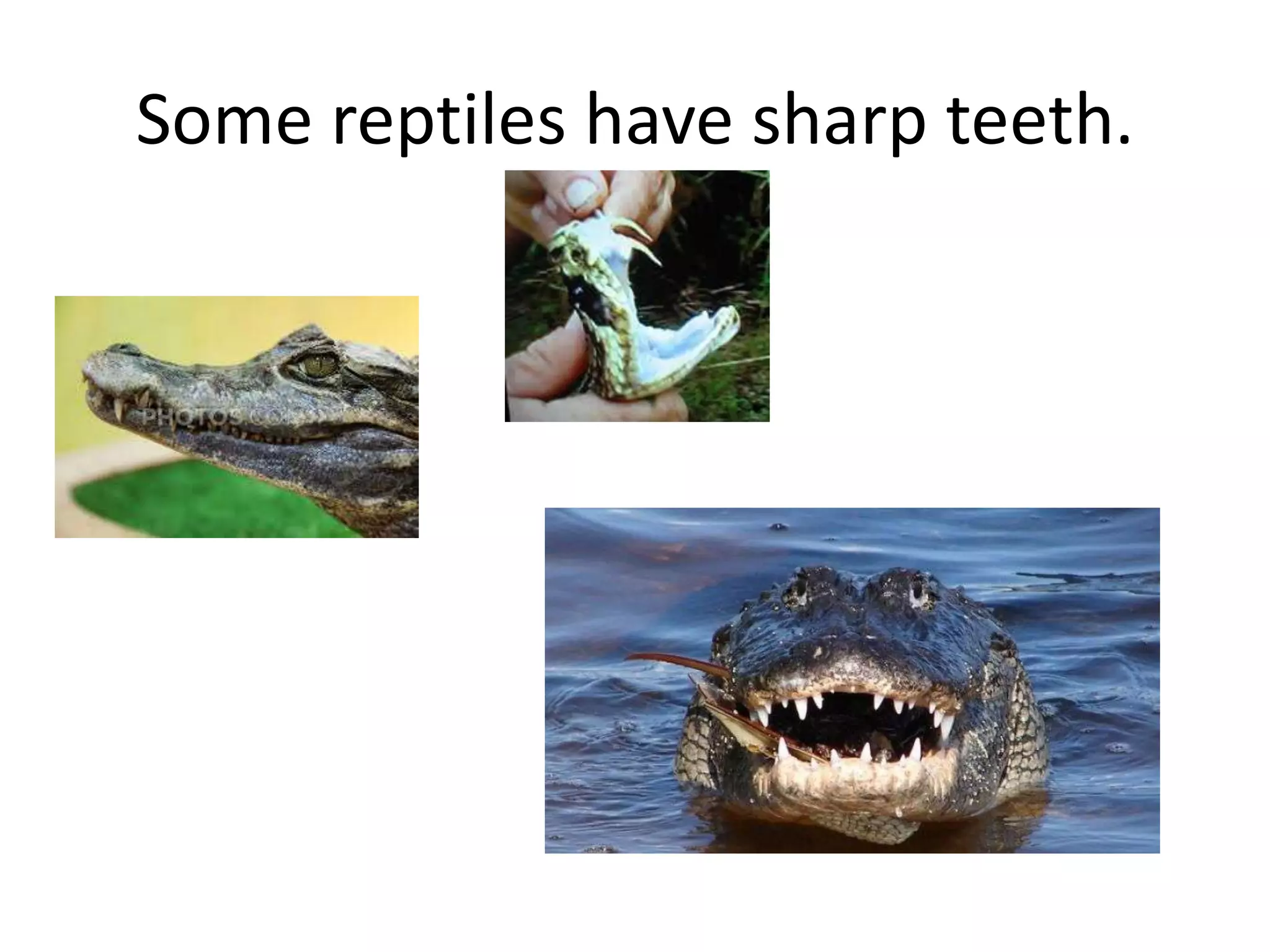 Reptiles presentation | PPTX