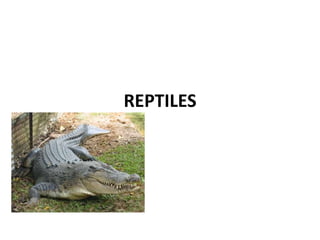 Reptiles presentation | PPTX | Reptiles | Pets