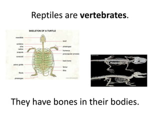 Reptiles presentation | PPTX