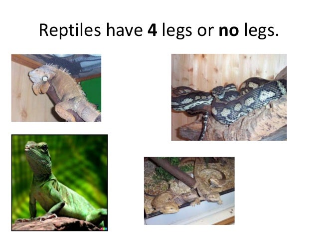 Reptiles presentation