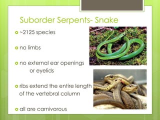 Reptiles | PPT