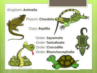 Classes Of Reptiles