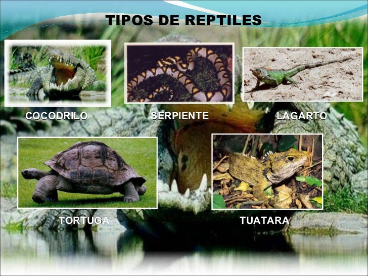 Reptiles