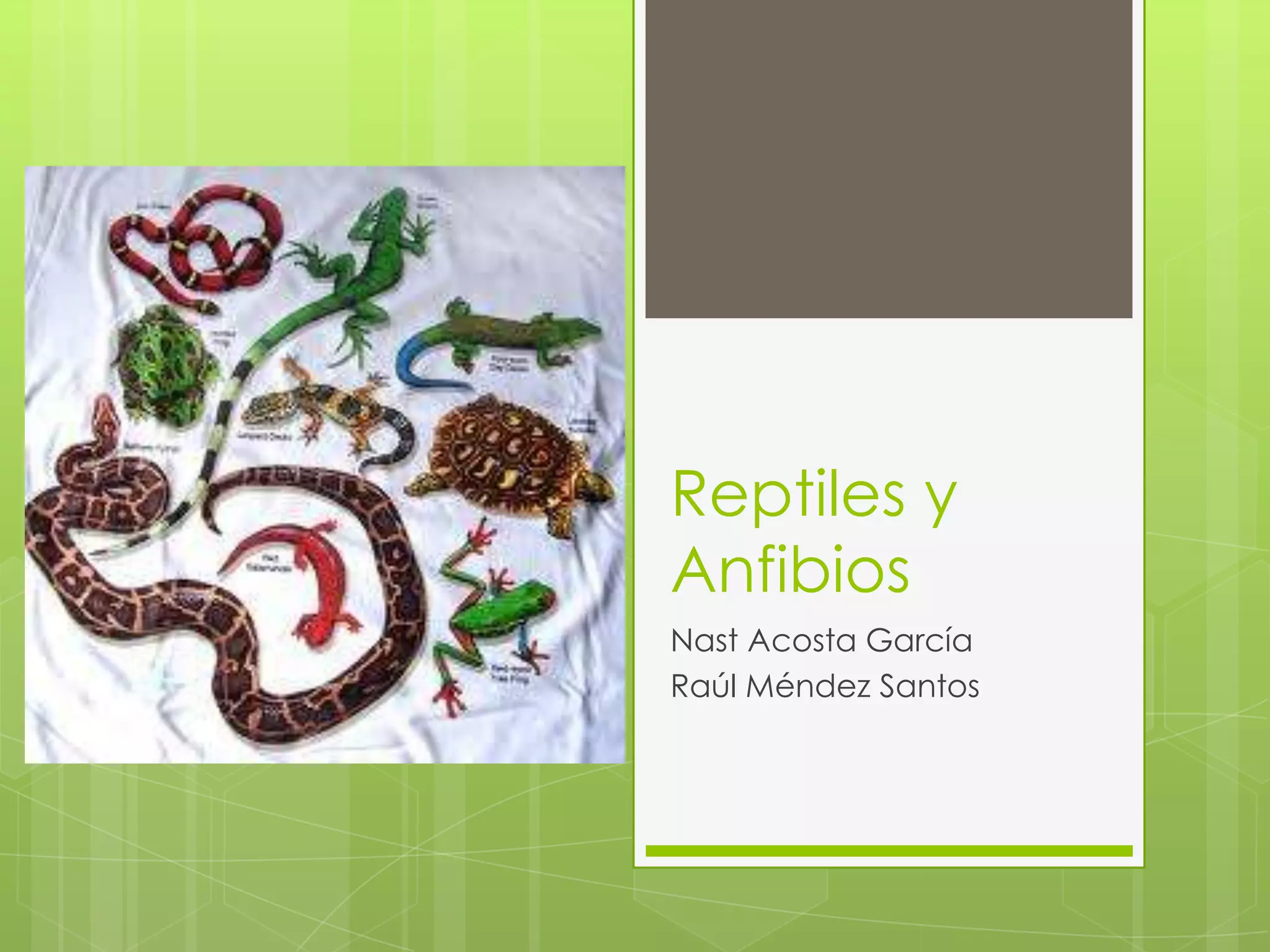 Reptiles y anfibios raulynast | PPTX | Biological Sciences | Science