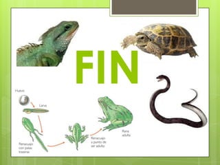 Reptiles y anfibios raulynast | PPTX | Biological Sciences | Science