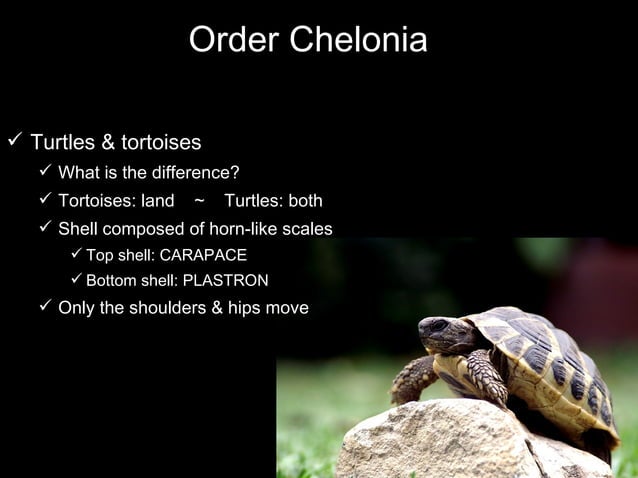 Class Reptilia | PPT | Reptiles | Pets