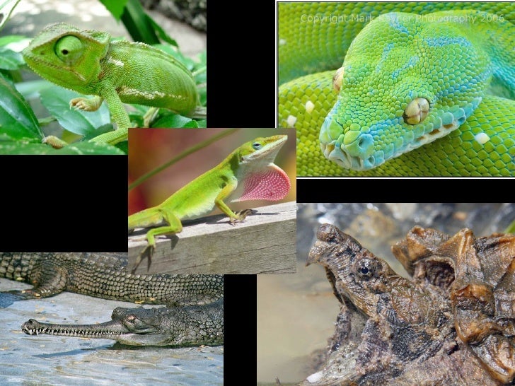 Class Reptilia Cladogram