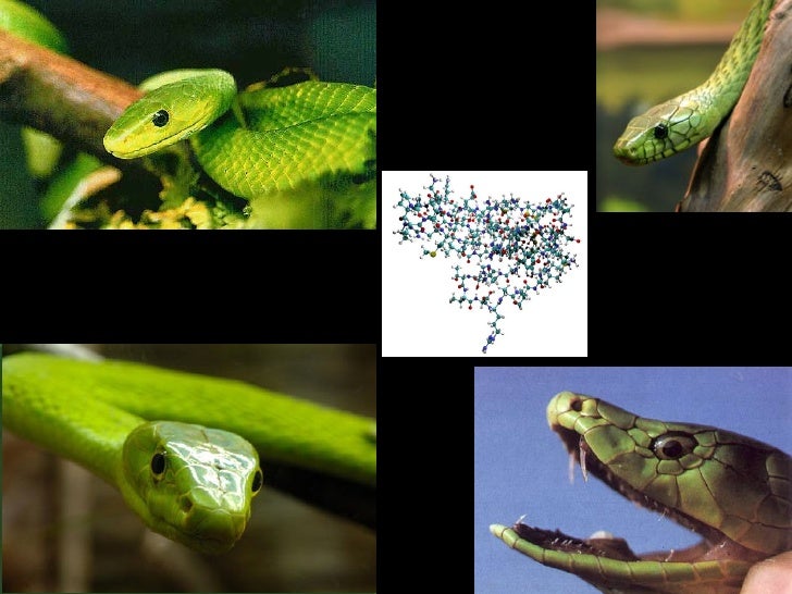 Class Reptilia And Clade Reptilia Venn Diagram Which Of The