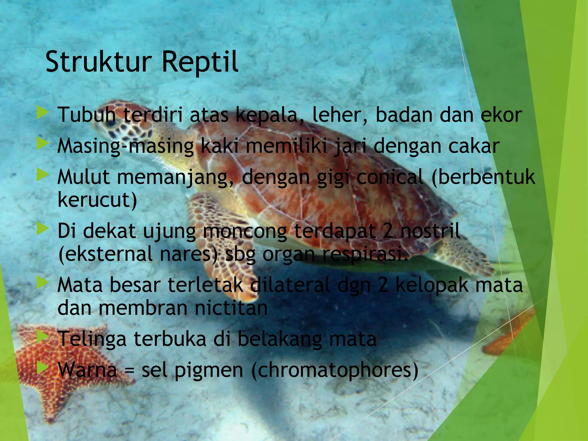 Vertebrata (Reptilia) | PPT