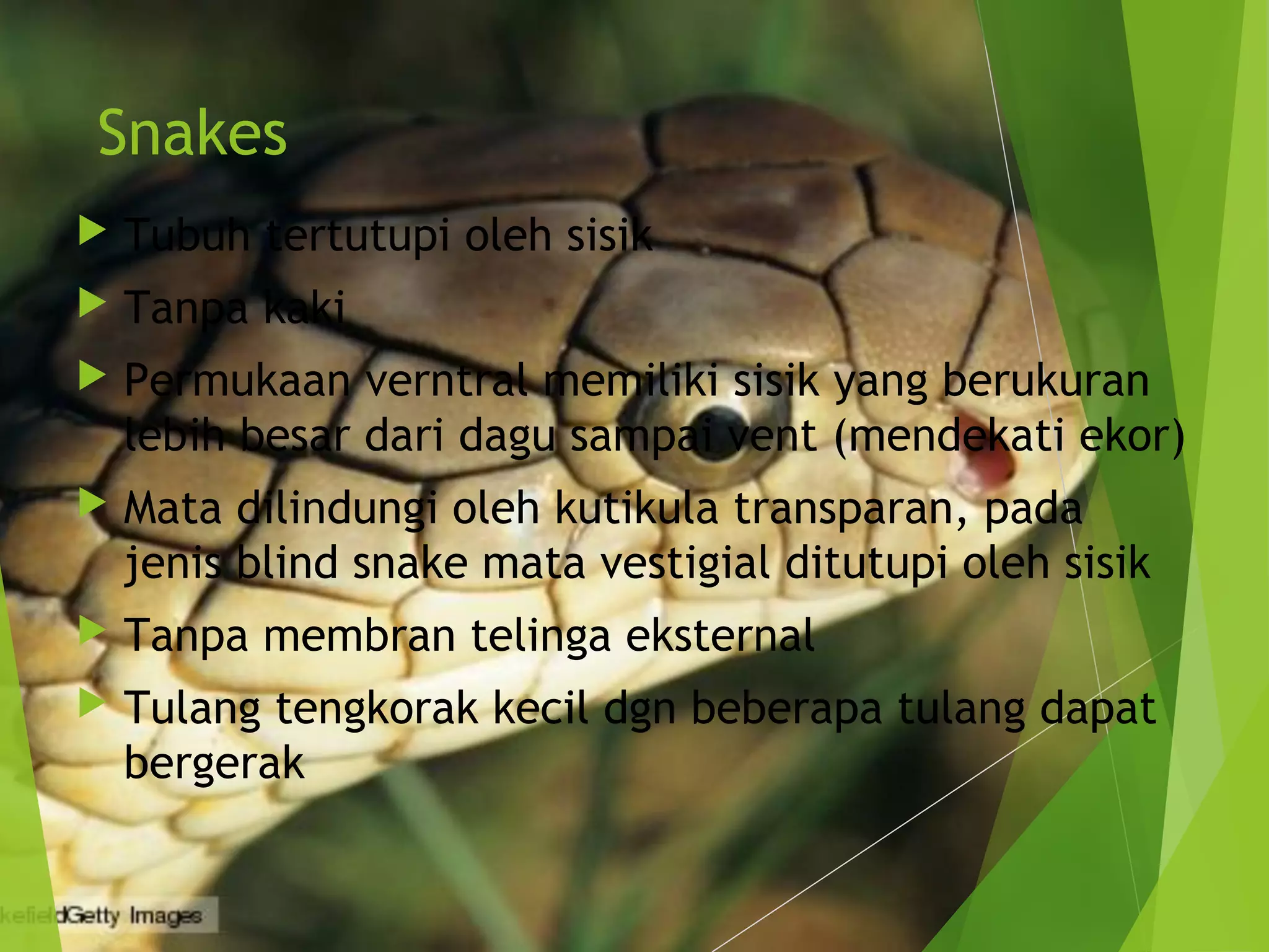 Vertebrata (Reptilia) | PPT