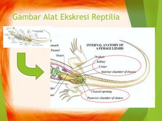 Vertebrata (Reptilia) | PPT