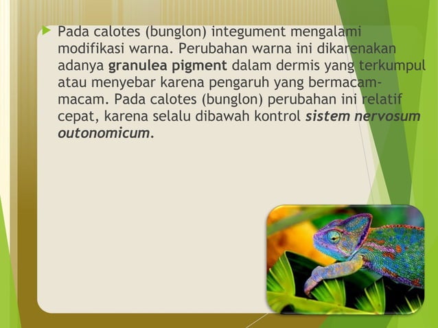 Vertebrata (Reptilia) | PPT