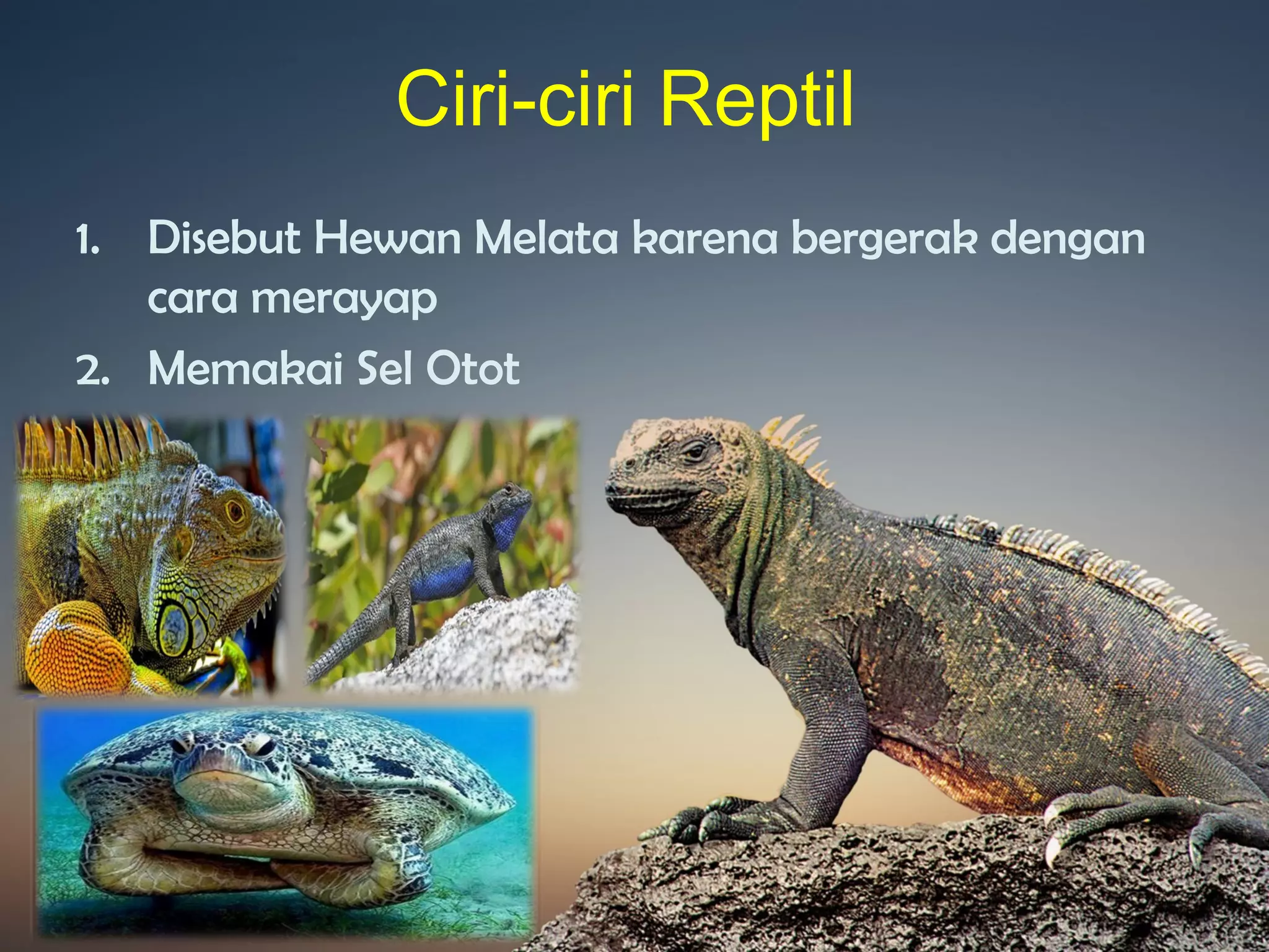 Kelas Reptilia | PPT