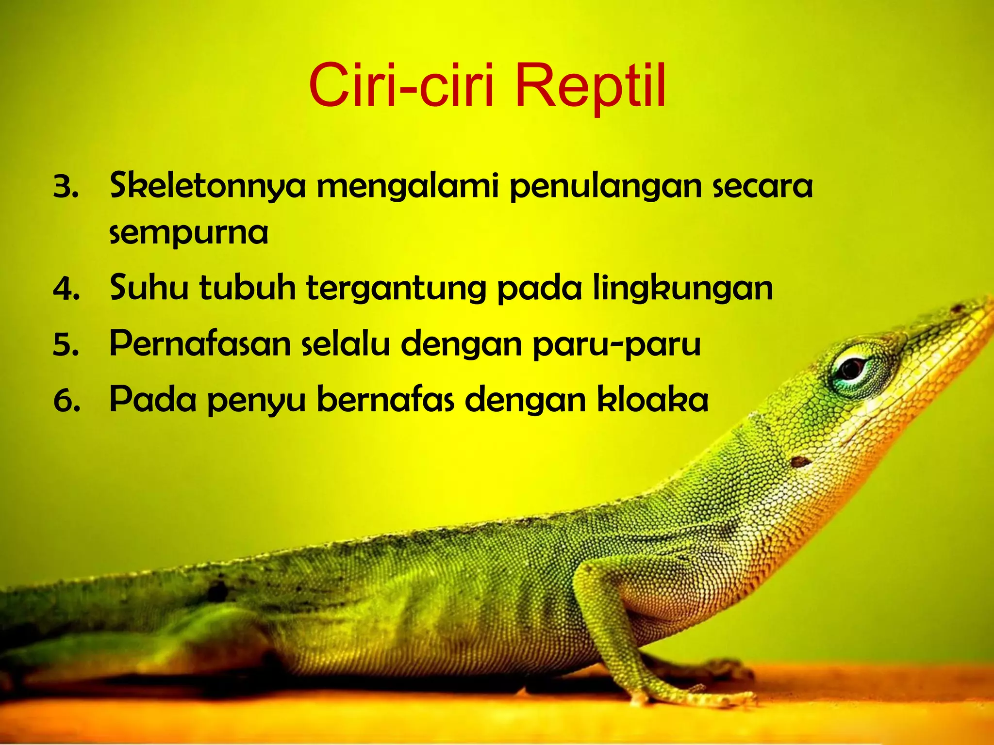 Kelas Reptilia | PPT