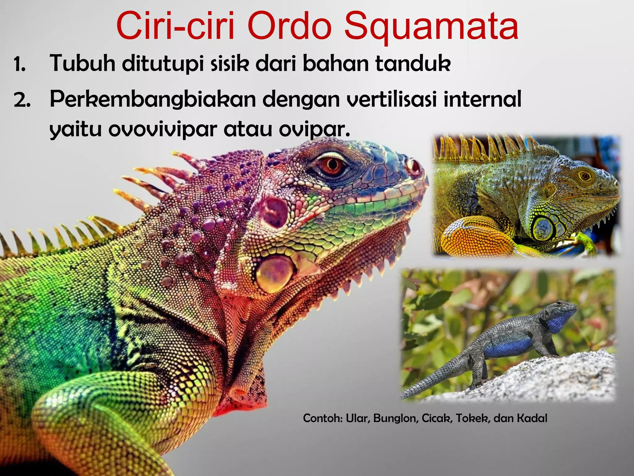 Kelas Reptilia | PPT