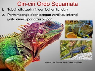 Kelas Reptilia | PPT