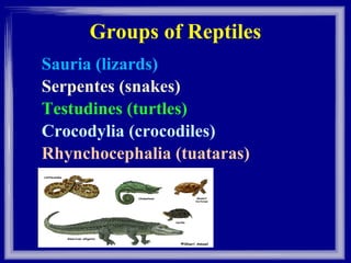 Reptilia | PPT